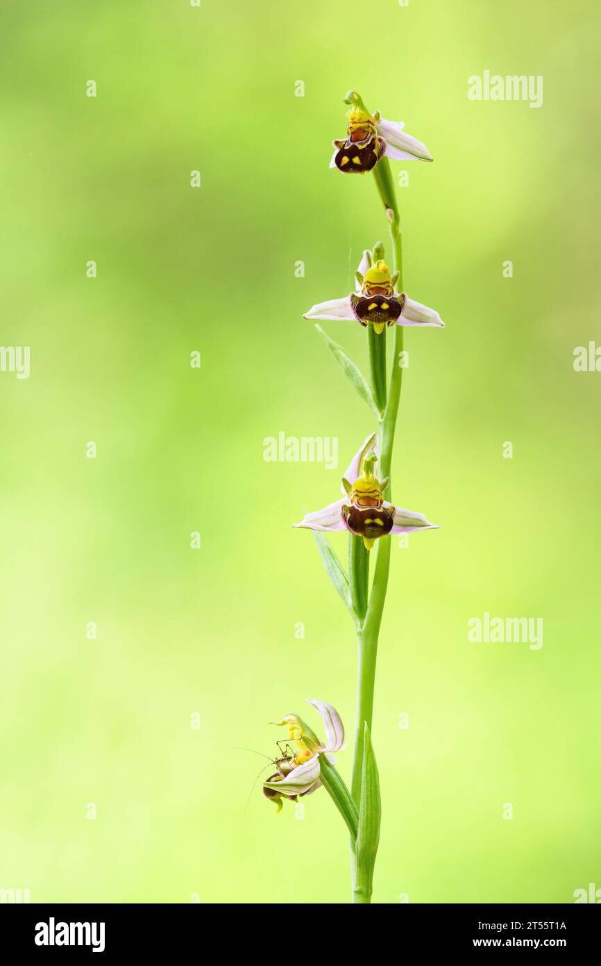 Juvenile Mediterranean katydid (Phaneroptera nana) on a flowering spike ...