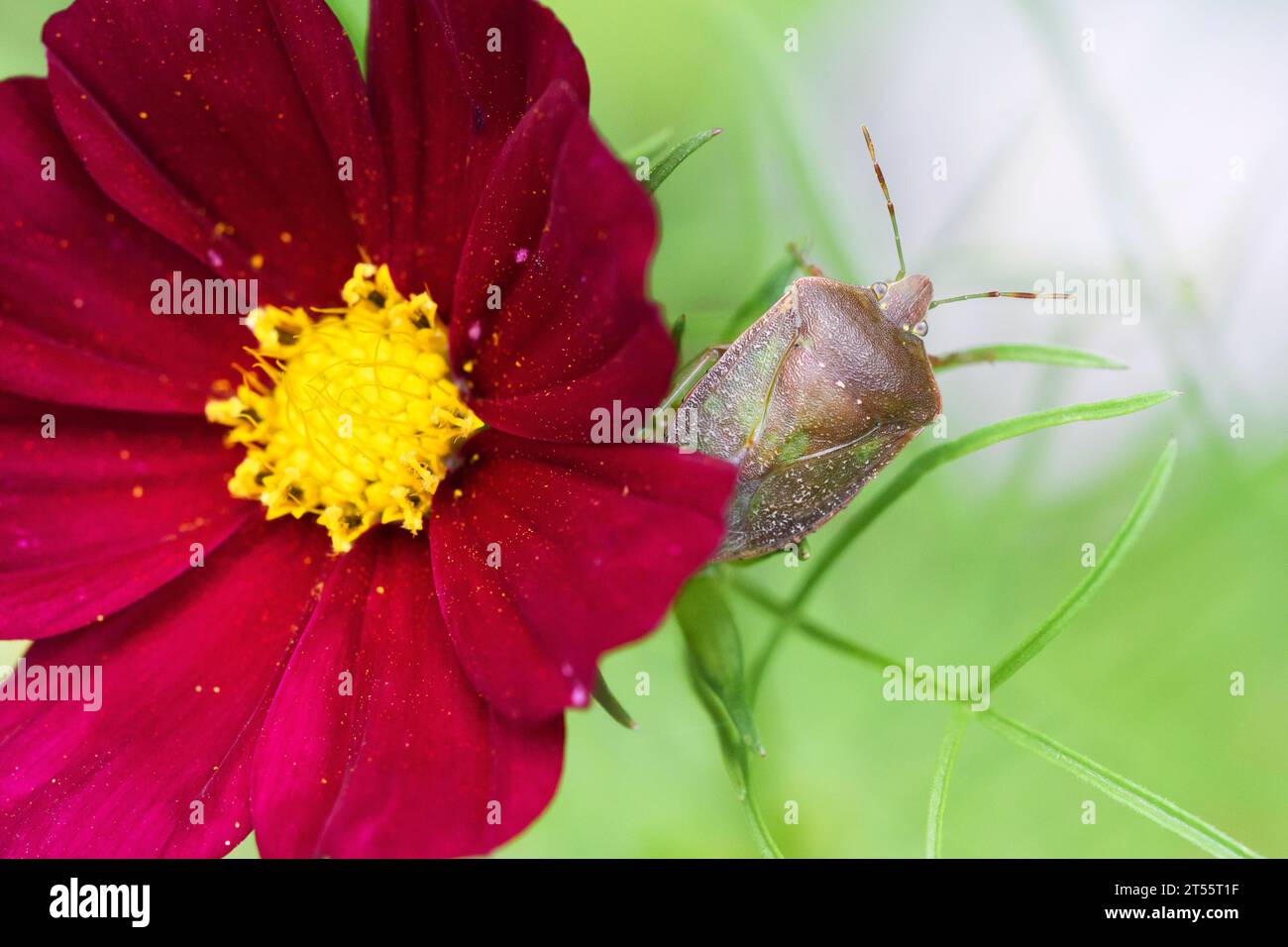 Southern green sting bug (Nezara viridula) in a Cosmos, Auvergne ...