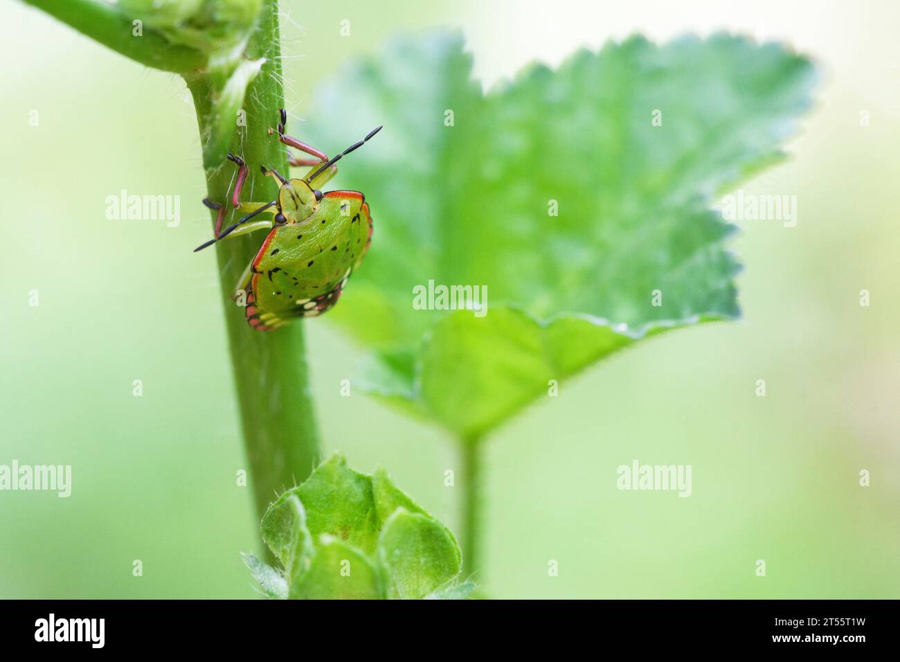 Young Southern Green Stink Bug (Nezara viridula) on a stem of Common ...