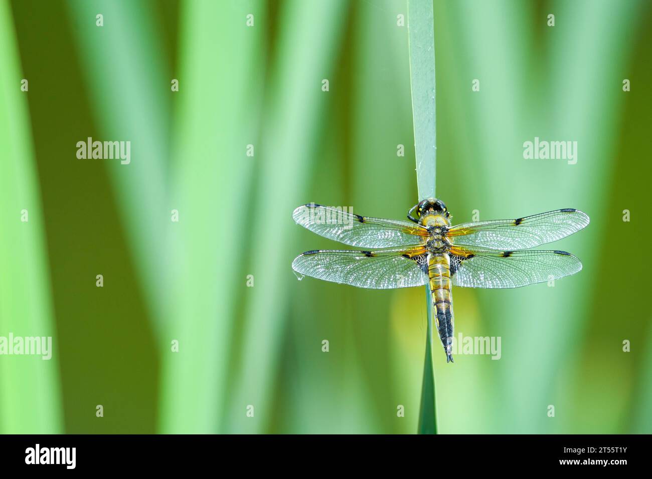 Four-spotted Skimmer (Libellula quadrimaculata) emerging from a leaf of ...