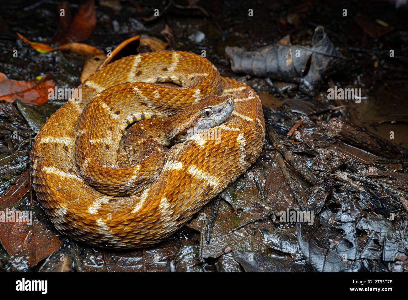 Common Lancehead (Bothrops atrox) Stalking - French Guiana Stock Photo ...