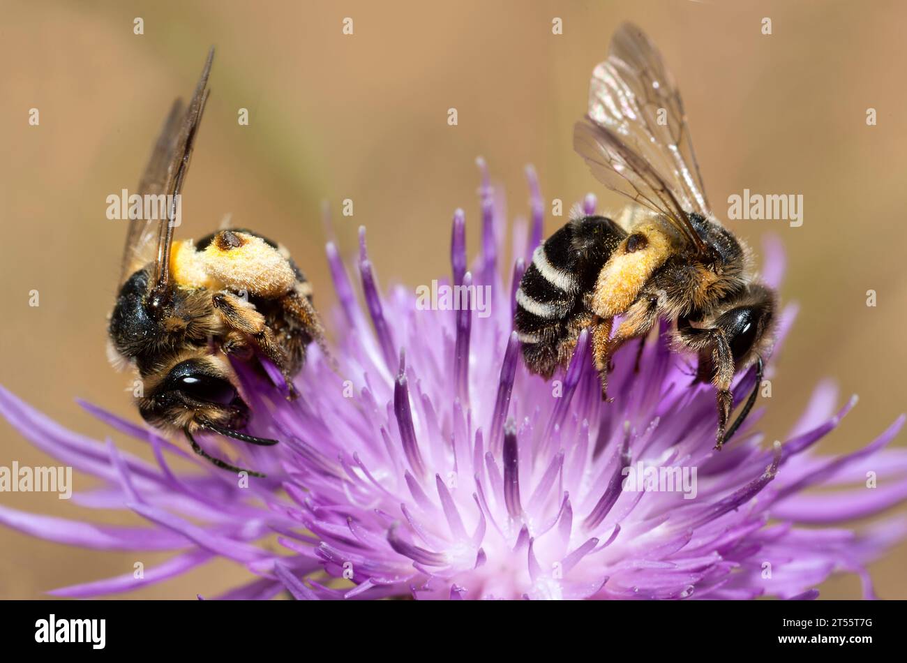 Yellow-legged Mining Bee (Andrena flavipes) 2nd generation females on ...