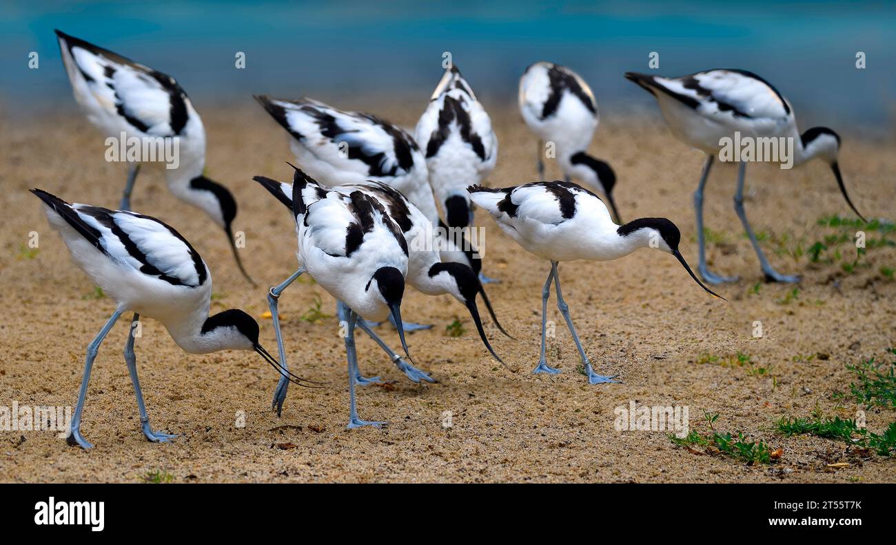 Common Avocet (Recurvirostra avosetta) foraging on the beach - Digital ...