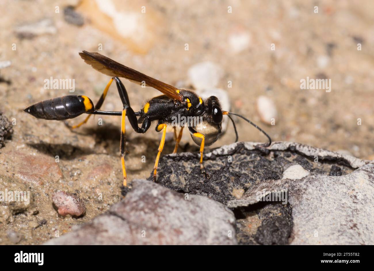 Black and yellow mud dauber (Sceliphron caementarium) collecting mud ...