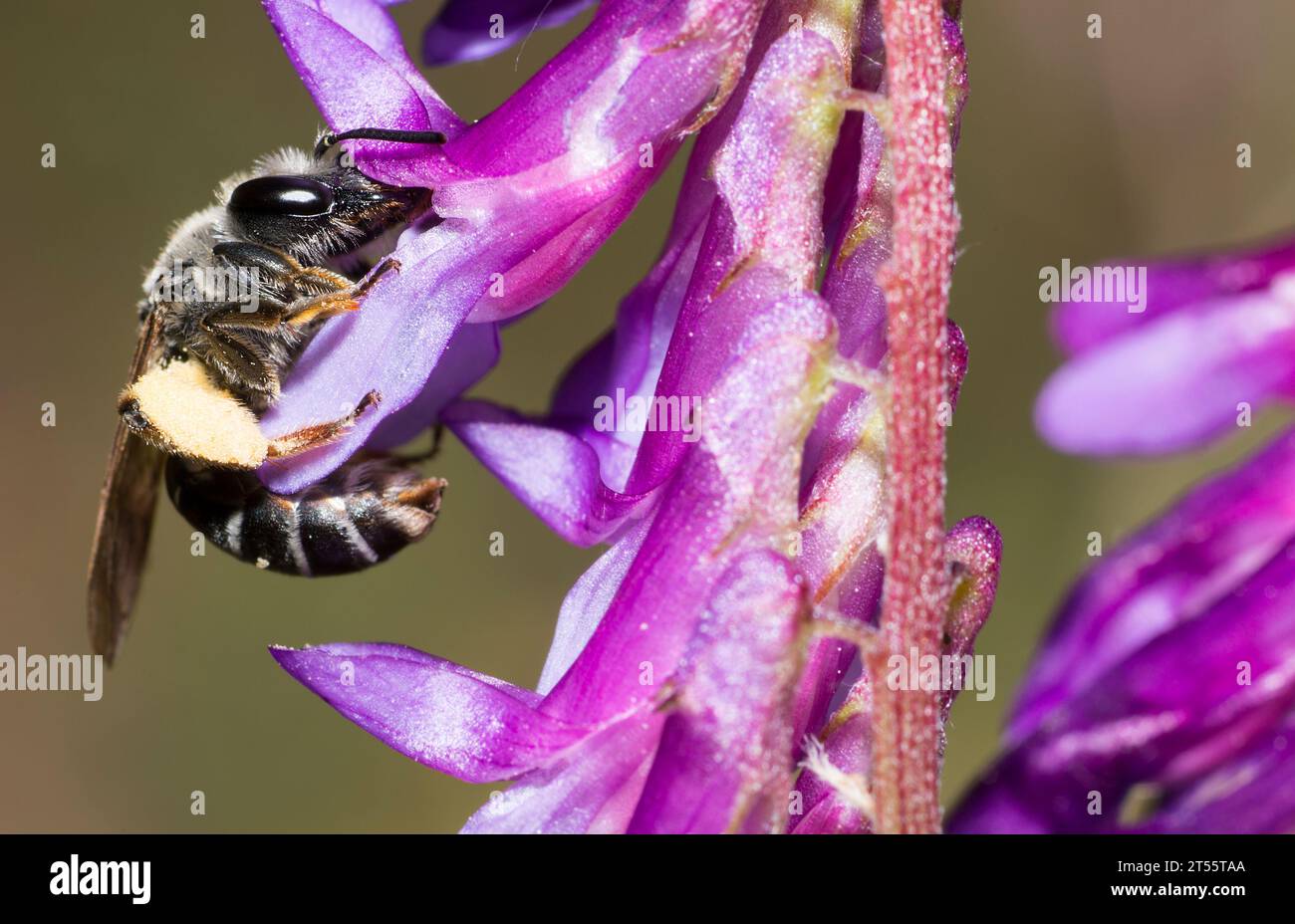 Dark Bumble Bee (Eucera nigrescens) female on vetch, Mont Ventoux ...