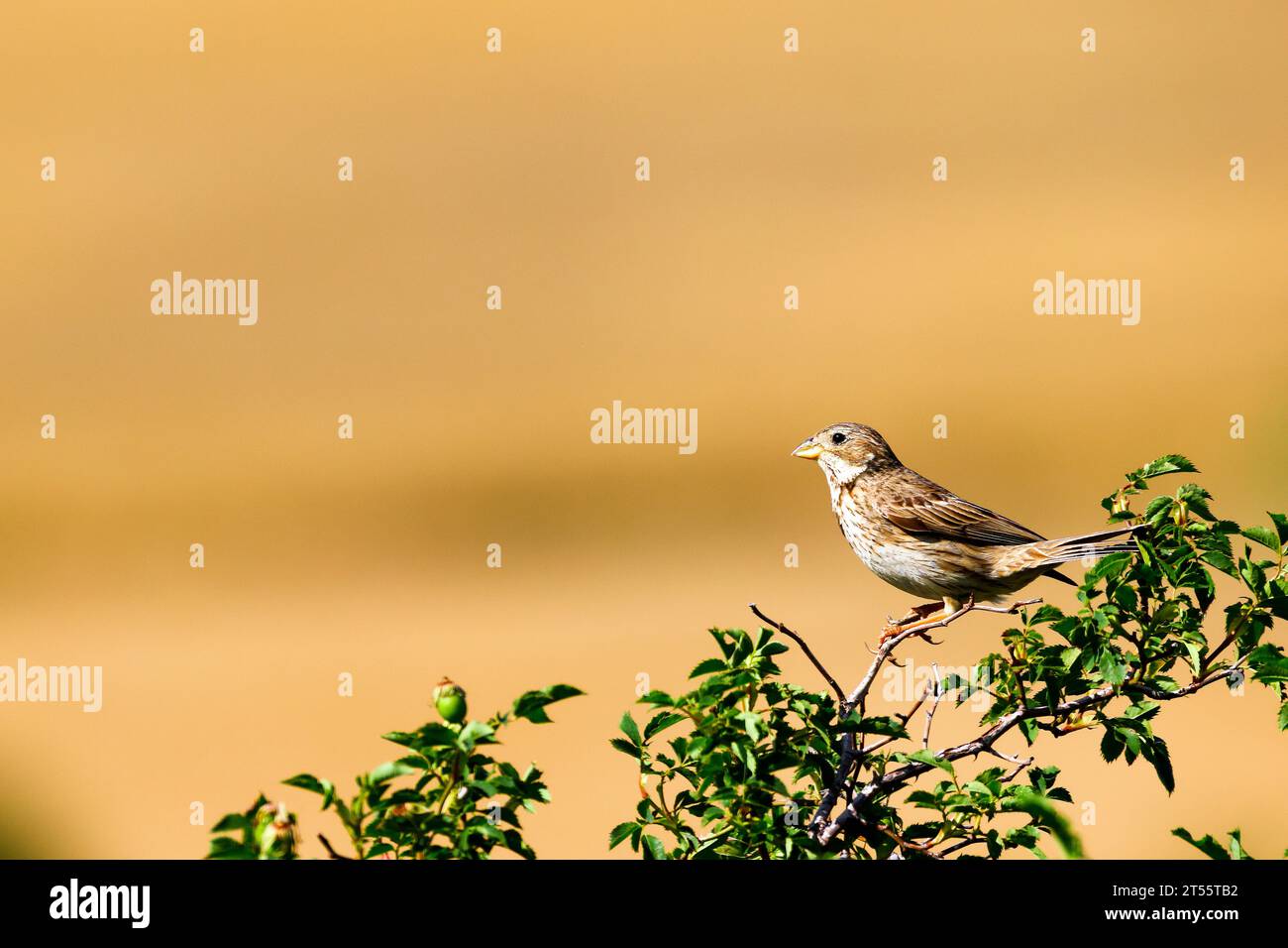 Corn Bunting (Emberiza calandra) on a branch, France Stock Photo - Alamy