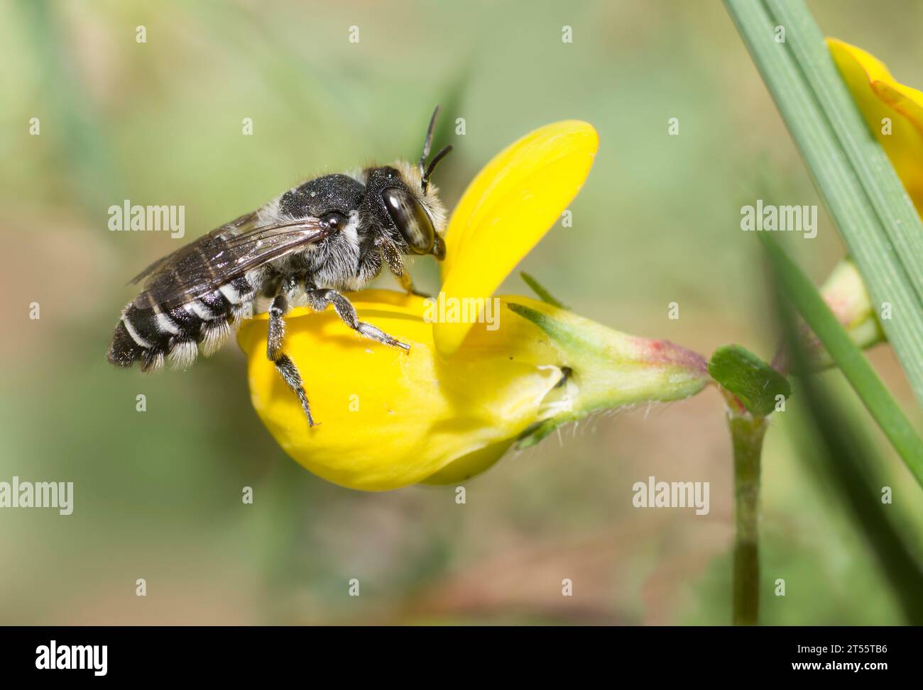 Alfalfa leafcutter bee (Megachile rotundata) female on birdsfoot ...