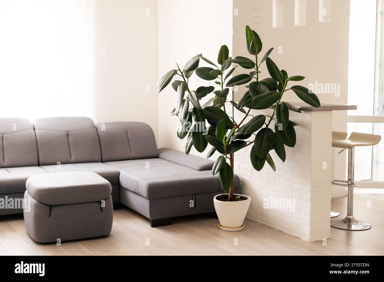 Homemade ficus in a pot. Minimalism. home plant concept. ficus Stock ...