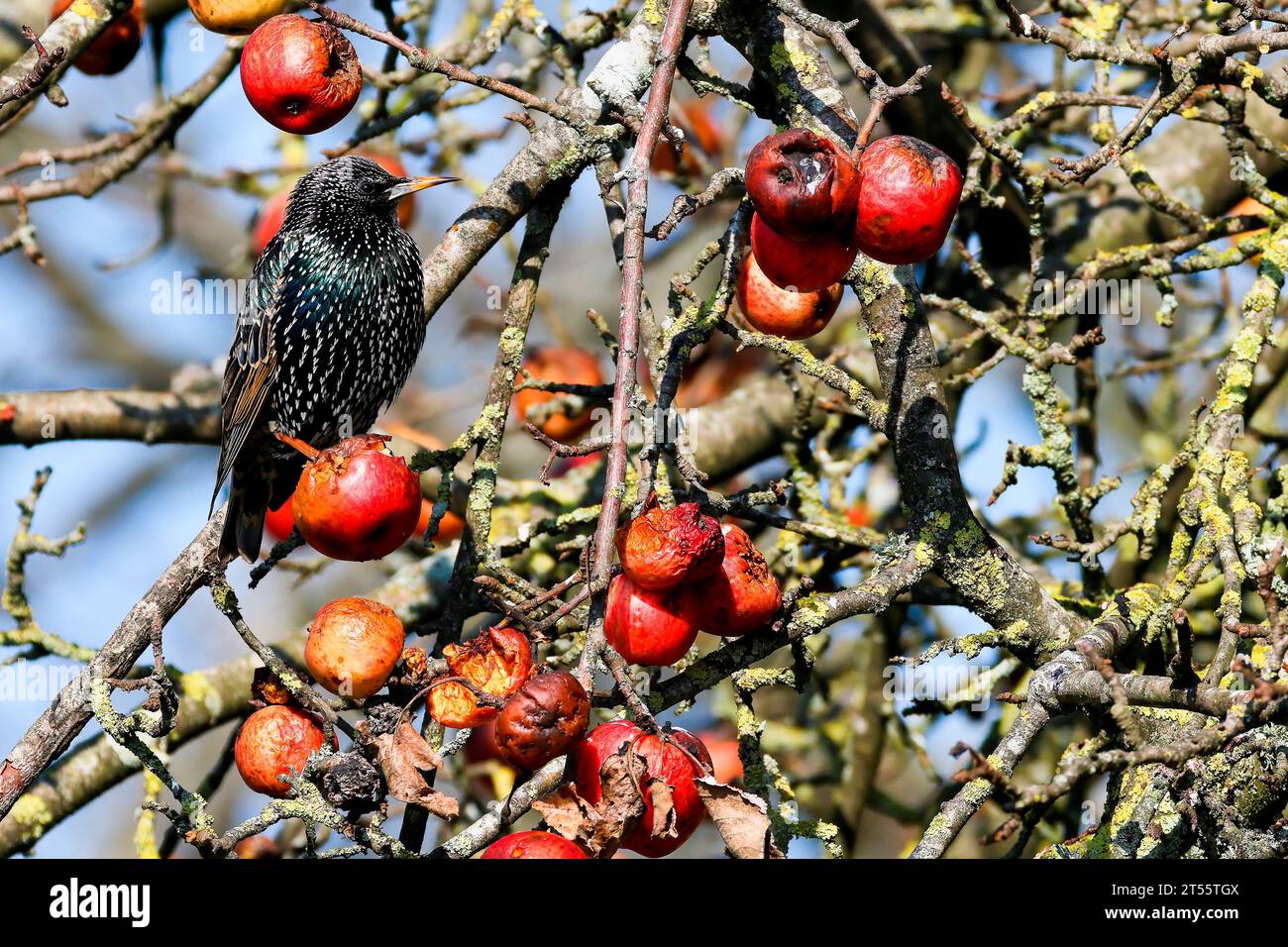 Common starling (Sturnus vulgaris) in an apple tree, Normandy, France ...