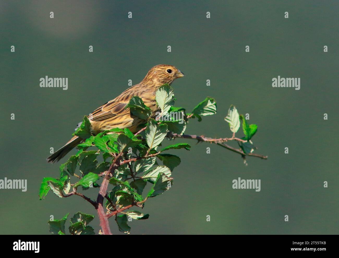 Corn Bunting (Emberiza calandra) juvenile on a branch, Drome, France ...