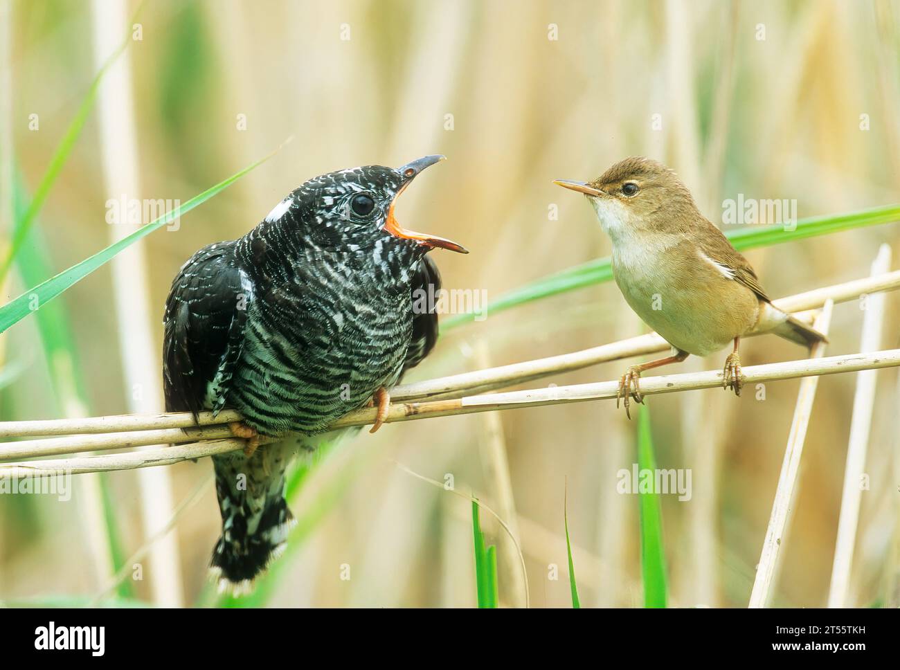 Cuckoo (Cuculus canorus) begging food to reed warbler (Acrocephalus ...