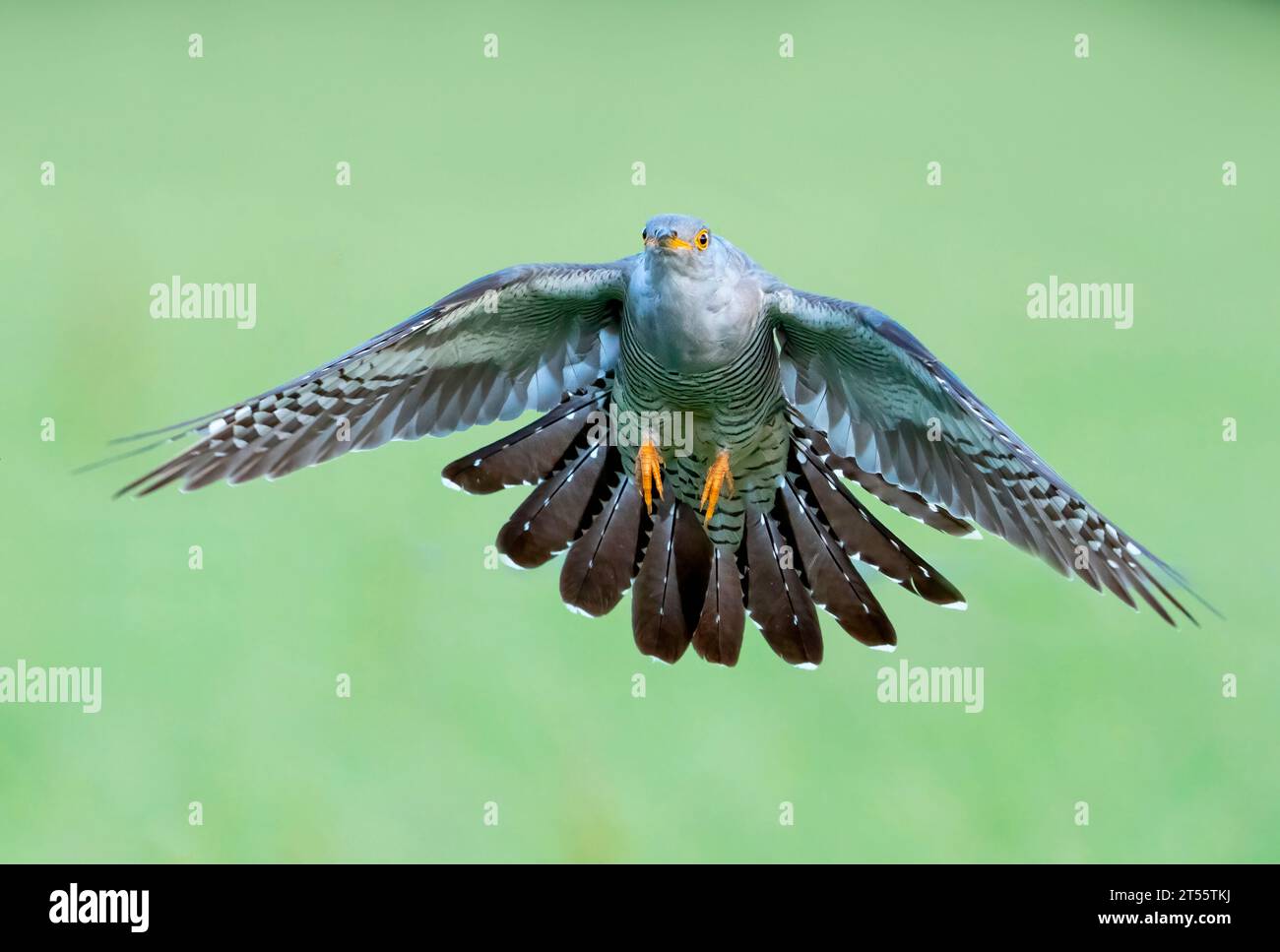 Cuckoo (Cuculus canorus) in flight, England Stock Photo - Alamy