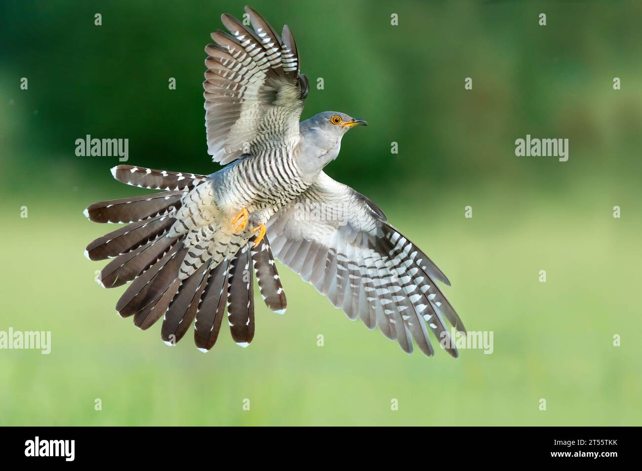 Cuckoo (Cuculus canorus) in flight, England Stock Photo - Alamy