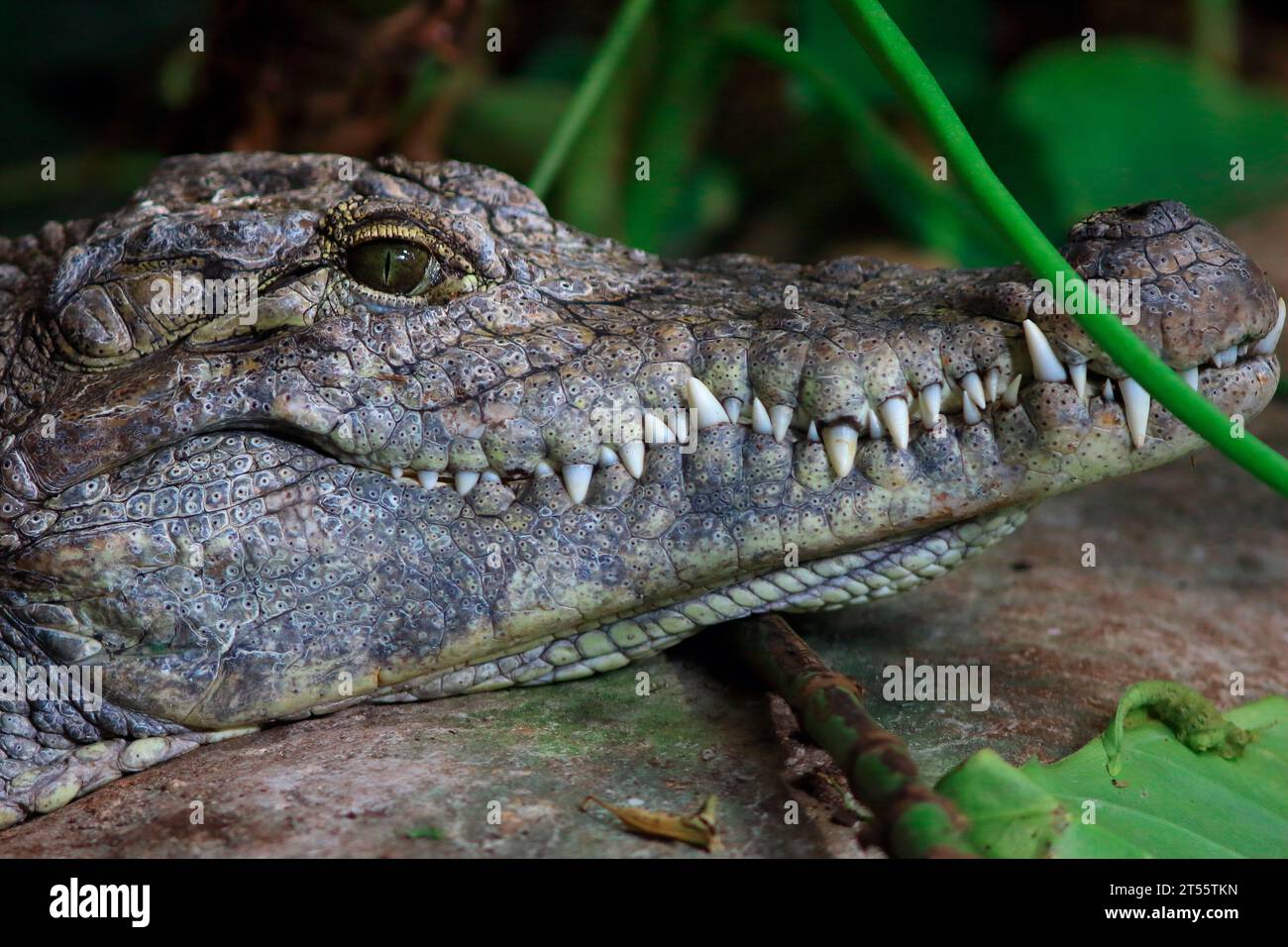 West African Crocodile (Crocodylus suchus) portrait, La Ferme aux ...