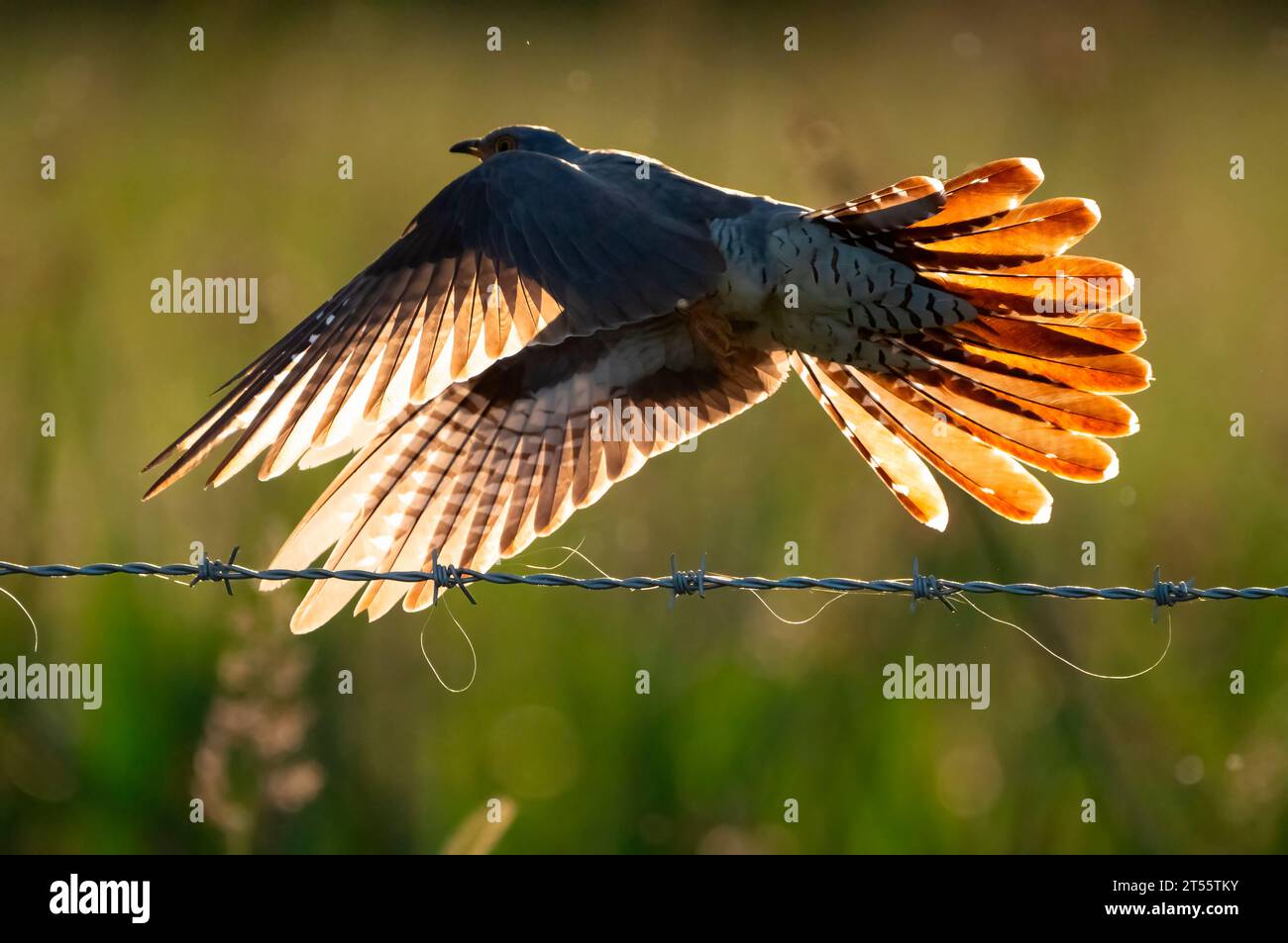 Cuckoo (Cuculus canorus) in flight, England Stock Photo - Alamy