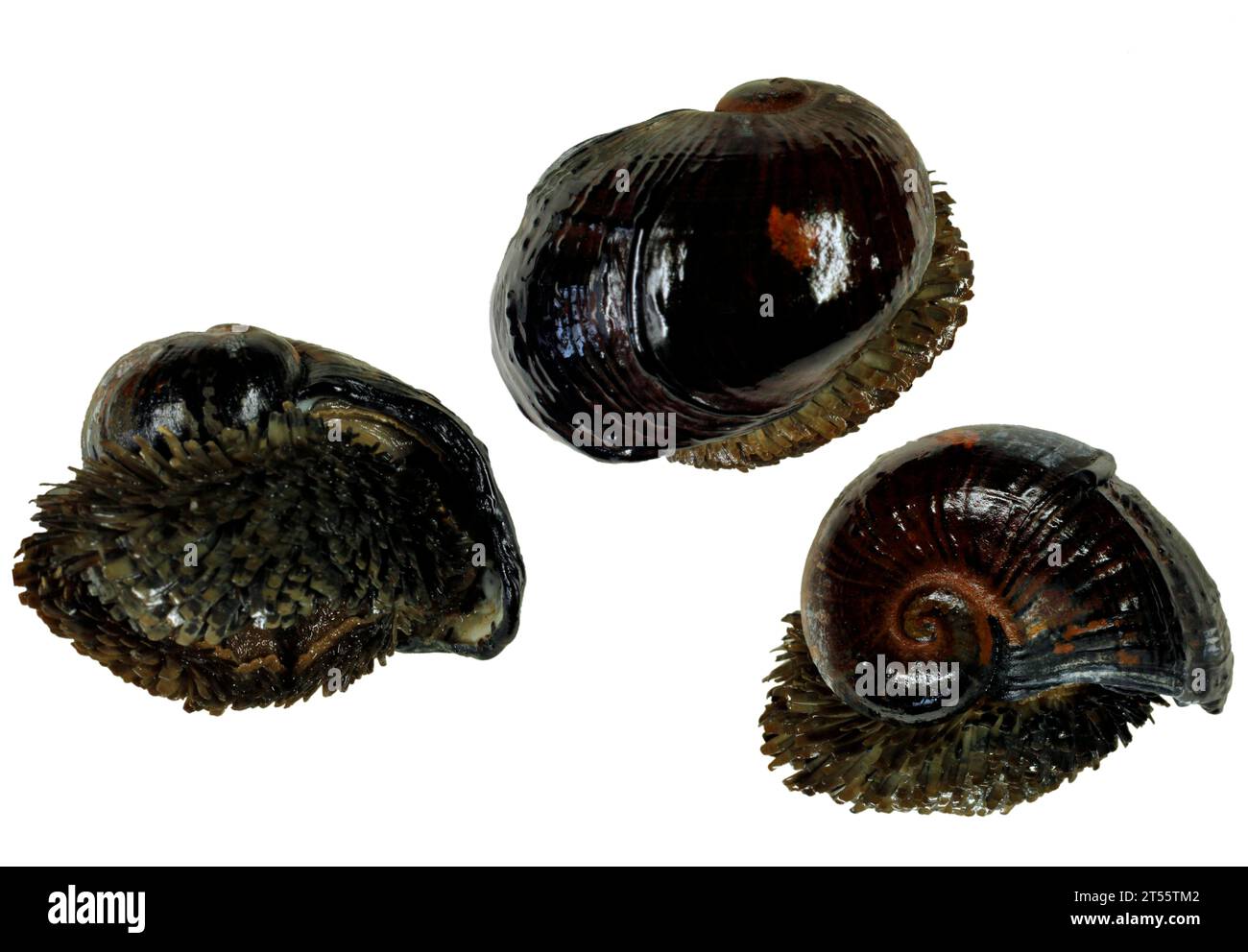 Scaly-foot snails (Chrysomallon squamiferum) on white background Stock ...
