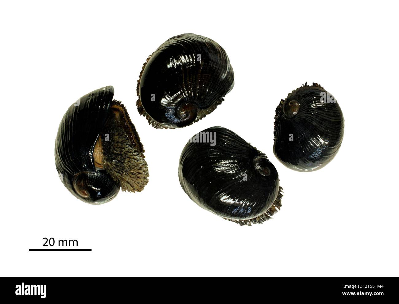 Scaly-foot snails (Chrysomallon squamiferum) on white background Stock ...