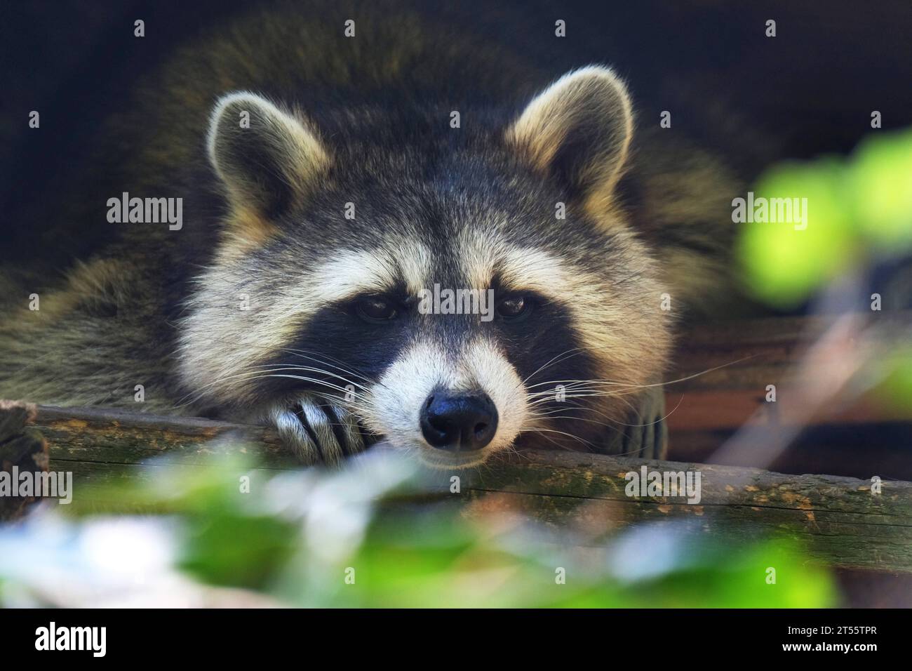 Tiere-Waschbaer in Aktion. Tiere-Waschbaer *** Animals Waschbaer in ...