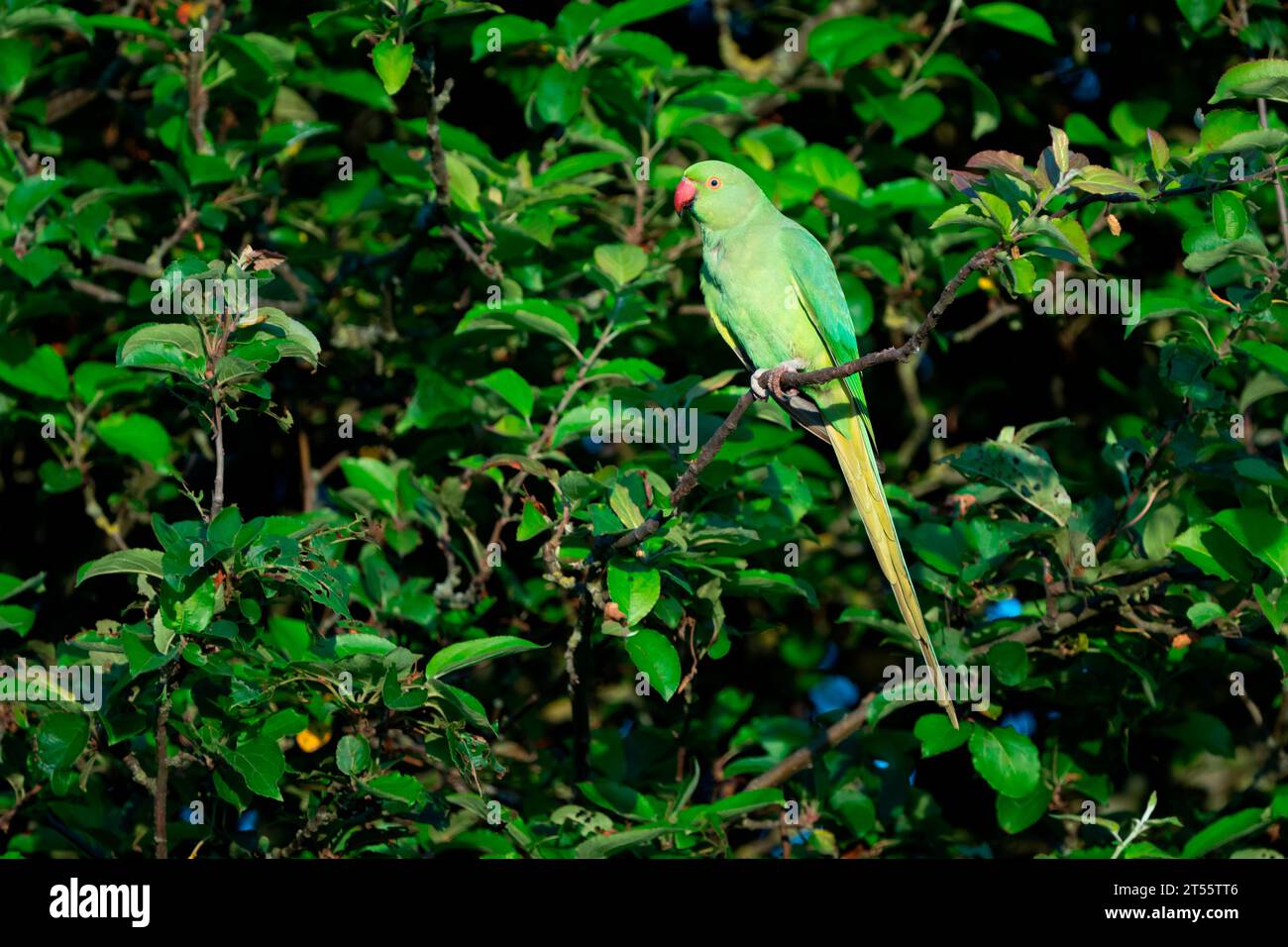 Ring-necked parakeet (Psittacula krameri), England Stock Photo - Alamy