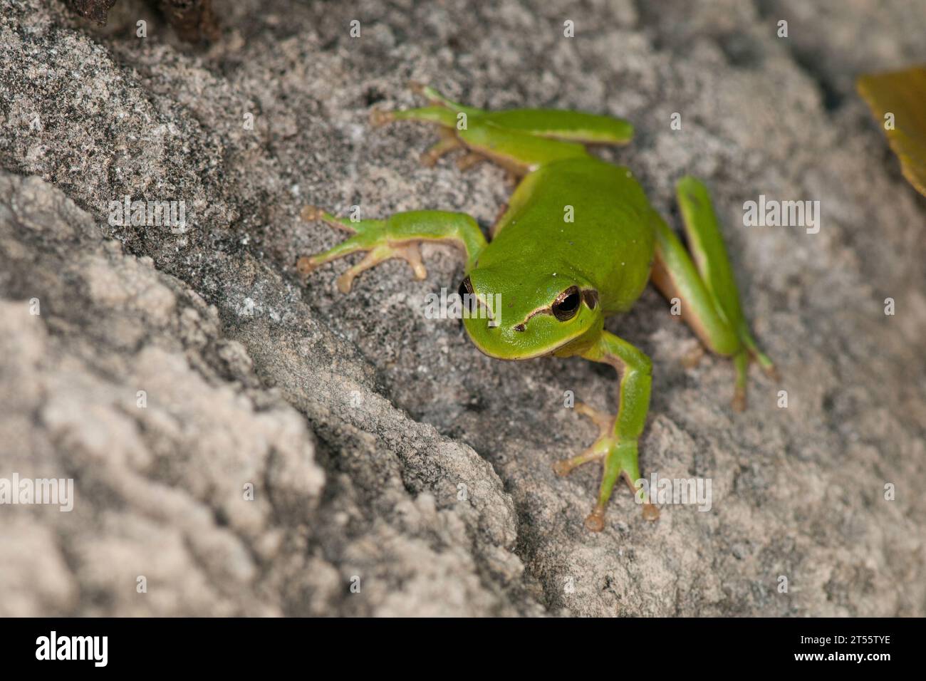 The Mediterranean tree frog or stripeless tree frog (Hyla meridionalis ...