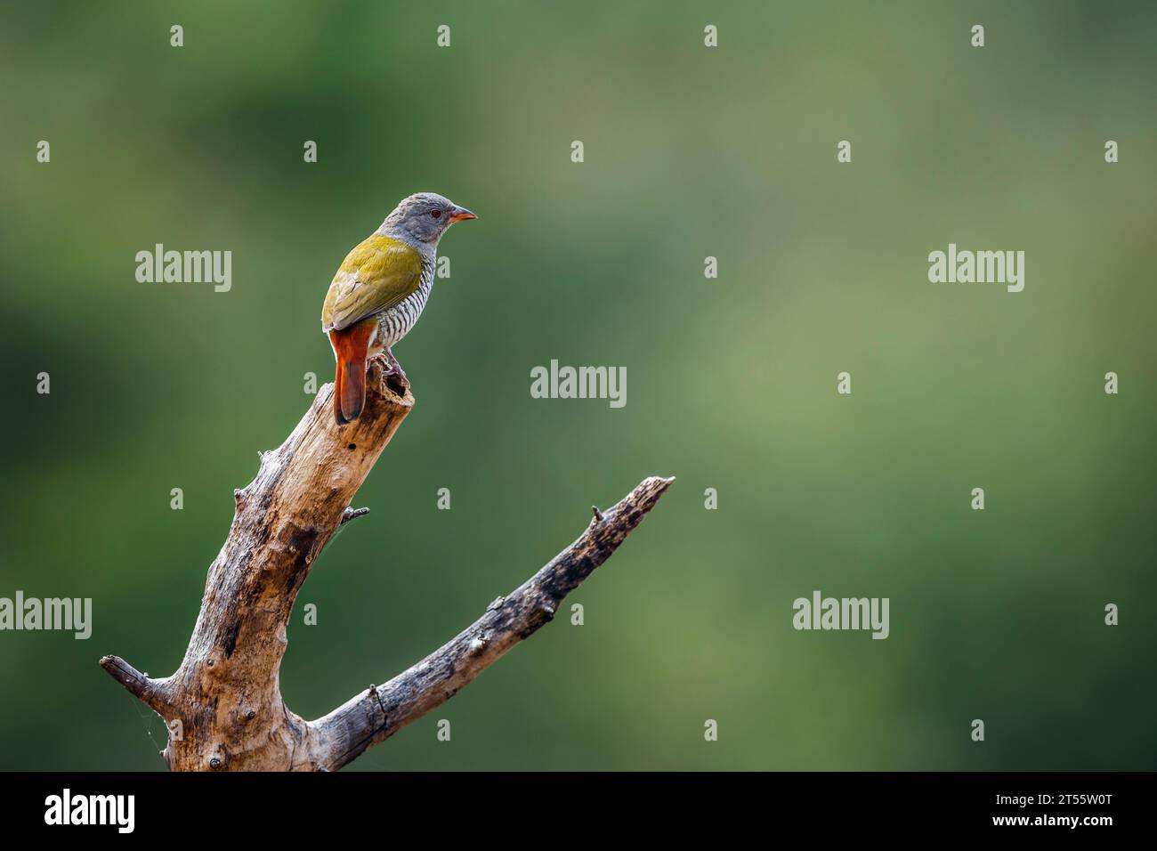 Green winged Pytilia (Pytilia melba) female standing on a branch in ...