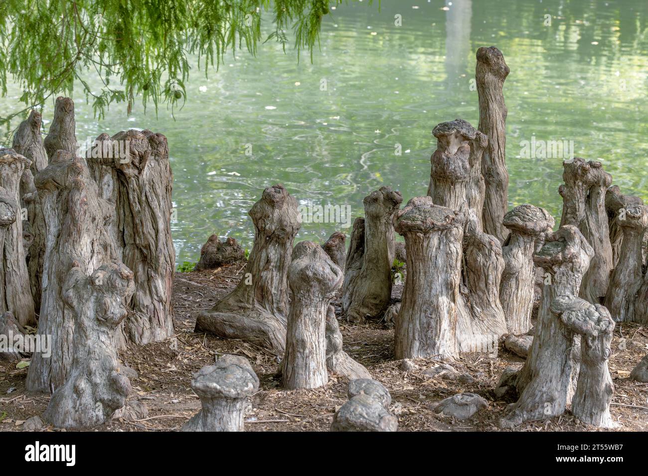 Swamp Cypress (Taxodium distichum) breath roots cluster Stock Photo - Alamy
