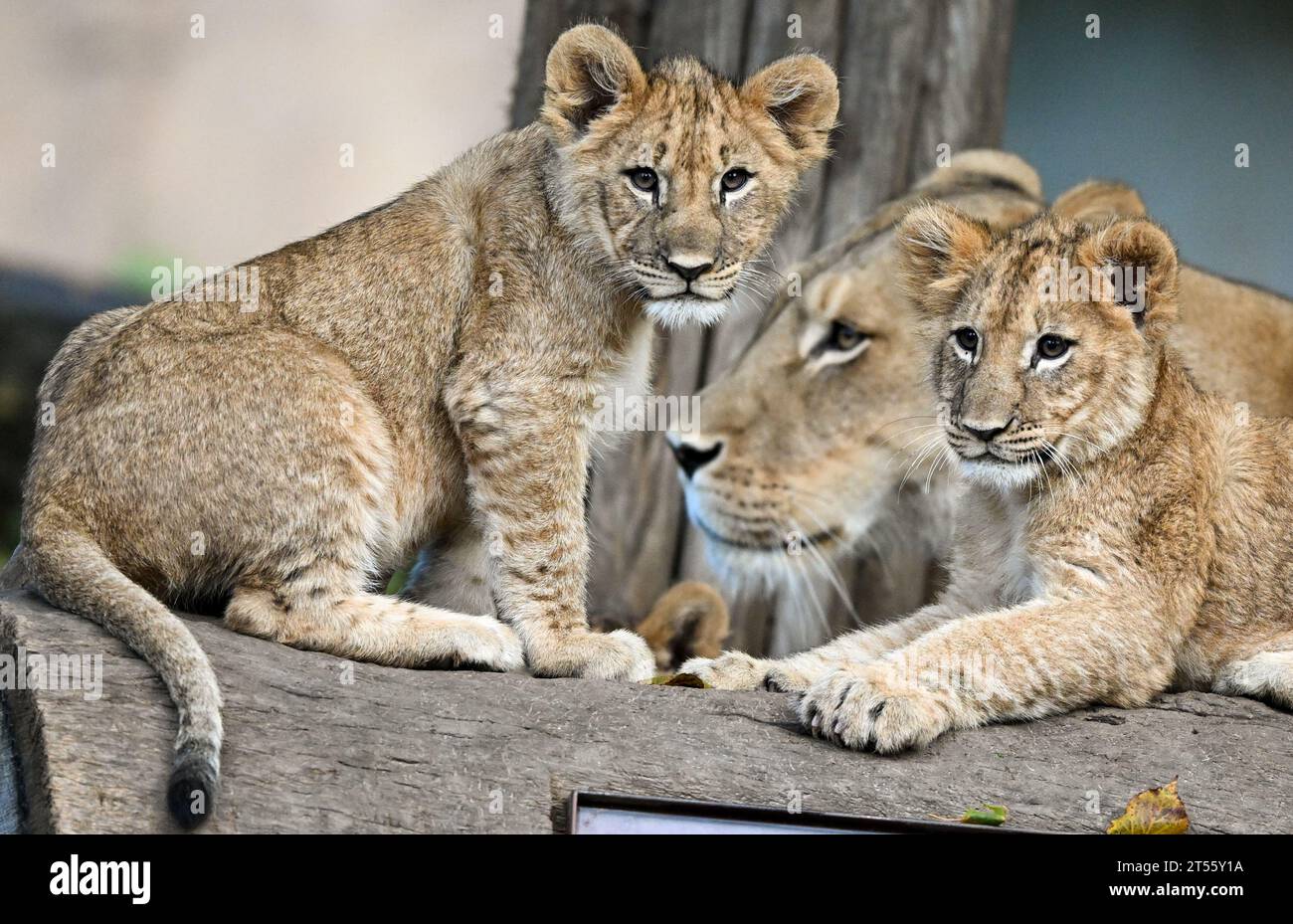 Leipzig, Germany. 03rd Nov, 2023. The lion cubs of the lioness Kigali ...