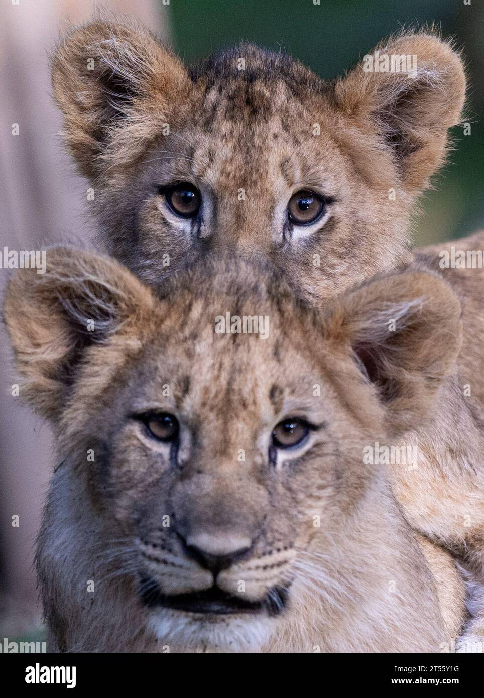 Leipzig, Germany. 03rd Nov, 2023. The lion cubs of the lioness Kigali ...