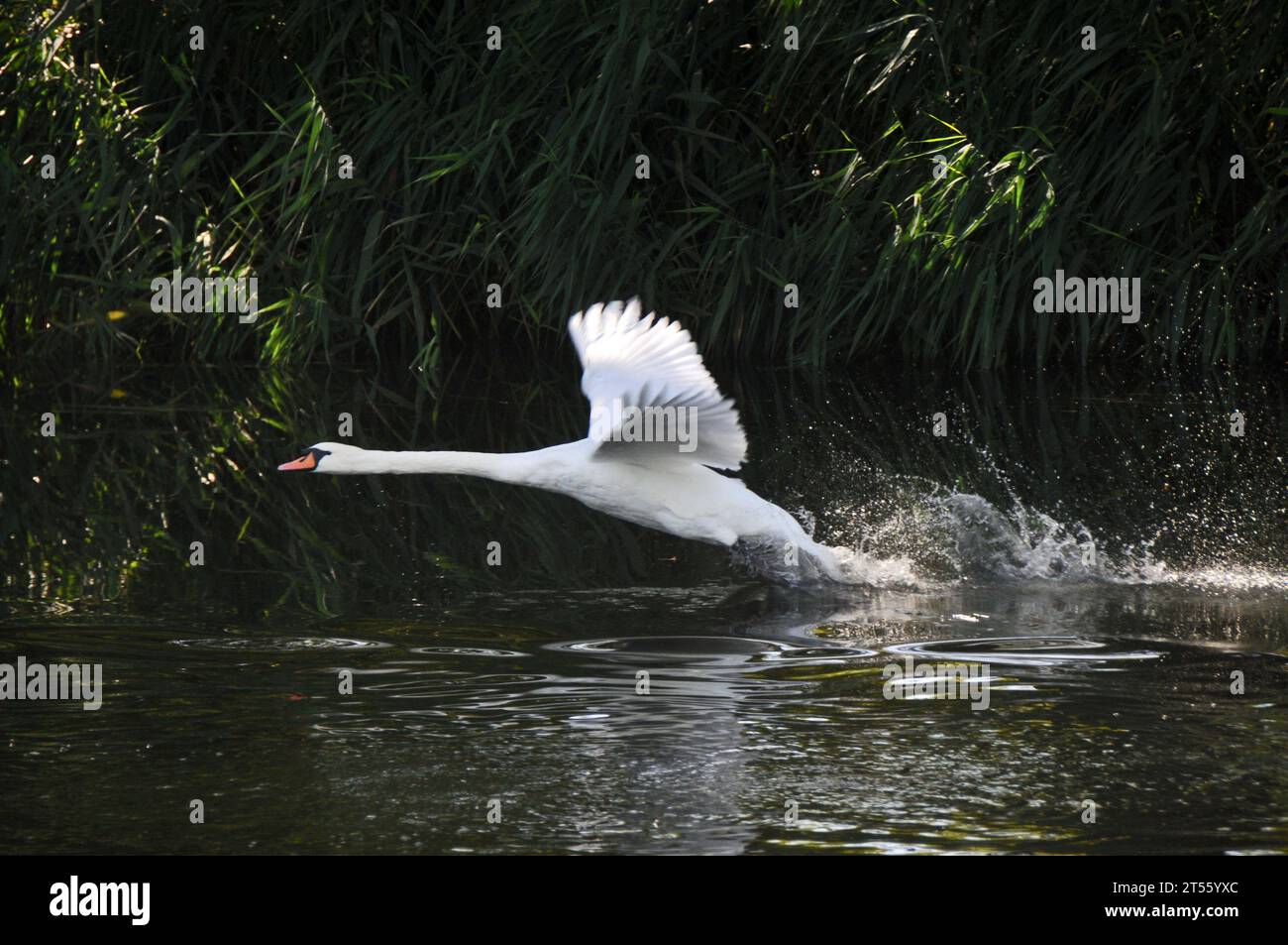 Clumsy Swan
