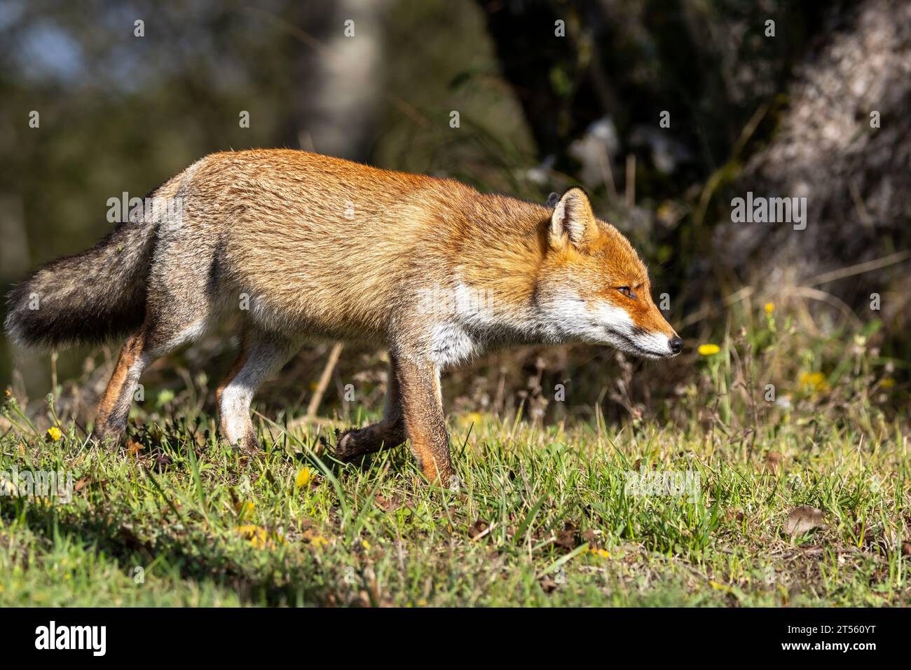 The red fox in autumn Stock Photo - Alamy