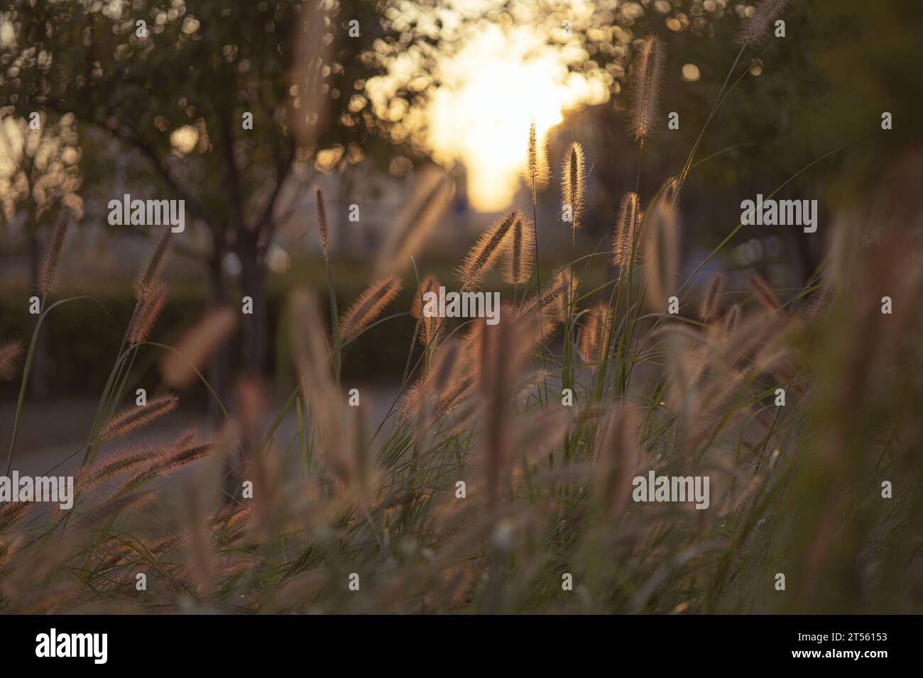 Nodeul Island, Seoul Stock Photo - Alamy