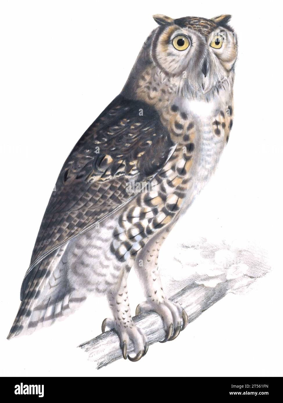 Vintage owl illustrations from the 19th century, back to a pre photographic era, where ...