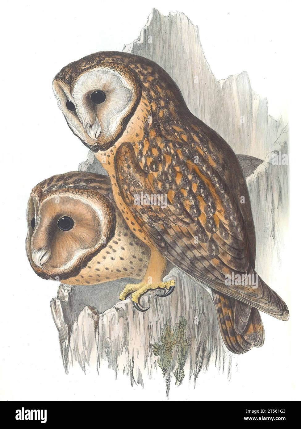 Vintage owl illustrations from the 19th century, back to a pre photographic era, where ...