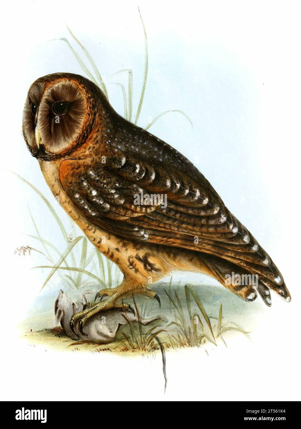 Owl prints with a history hi-res stock photography and images - Alamy