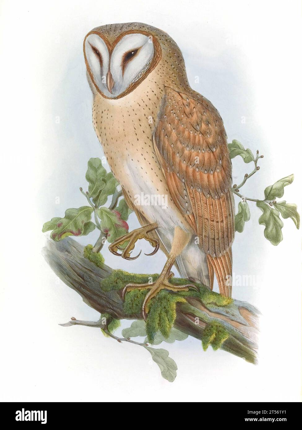 Vintage owl illustrations from the 19th century, back to a pre ...