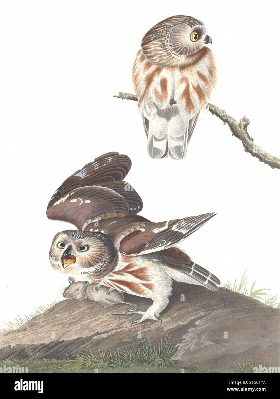 Vintage owl illustrations from the 19th century, back to a pre ...