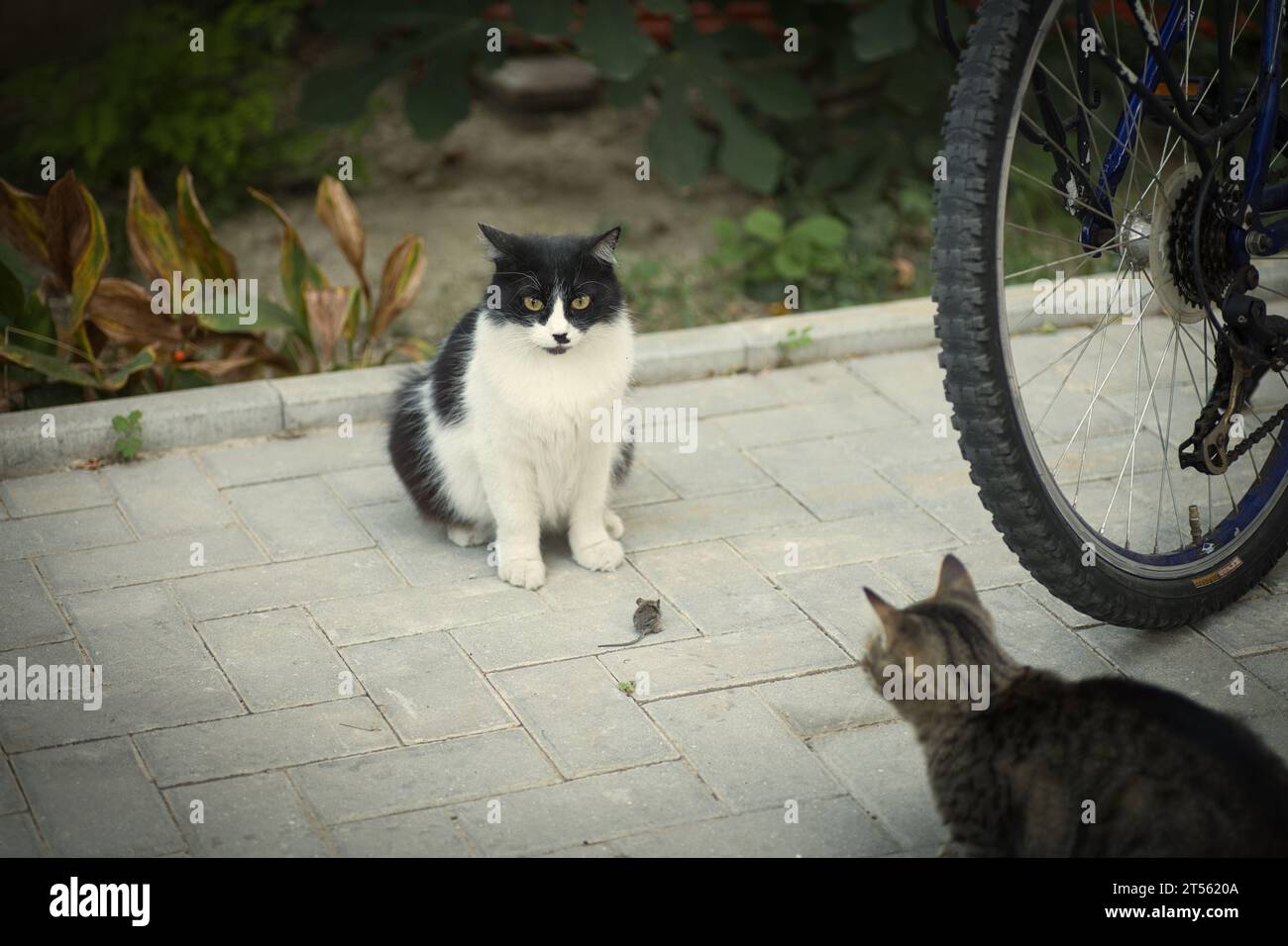 a black and white cat caught a mouse and hides it from another cat ...