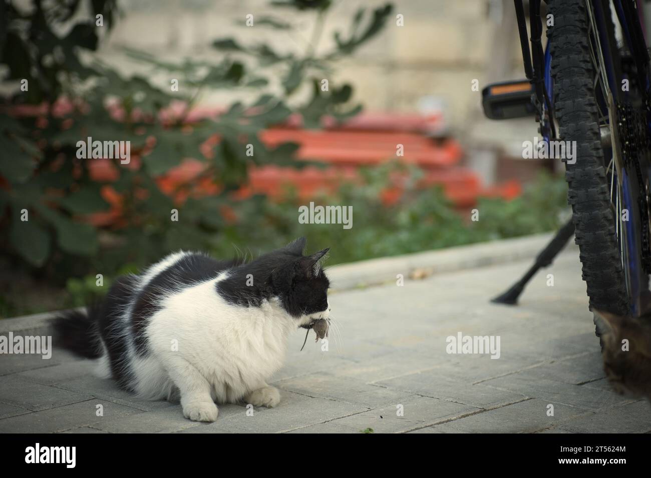 a black and white cat caught a mouse and hides it from another cat ...