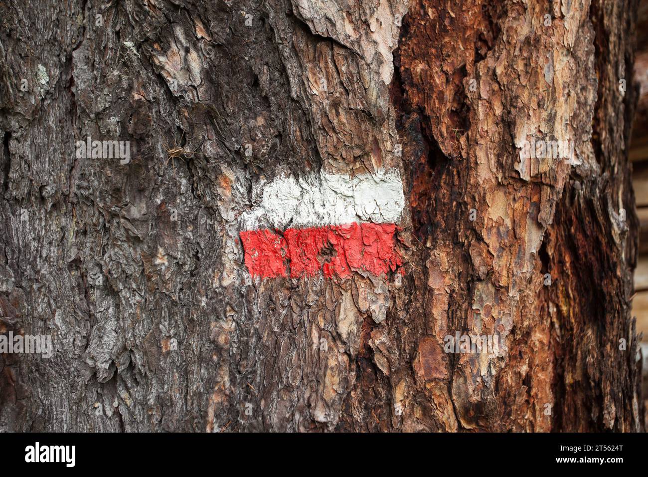 a typical red and white path sign over a pine tree Stock Photo - Alamy