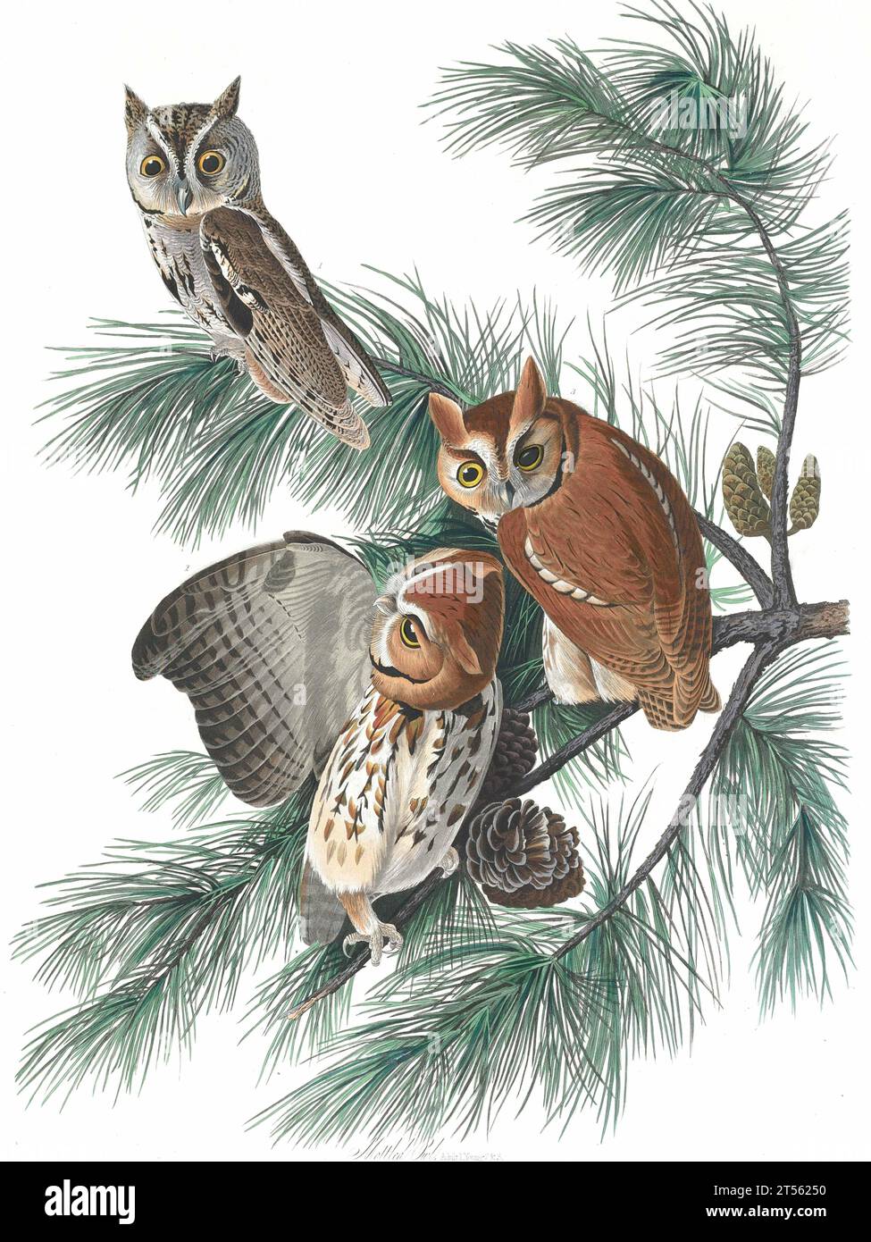 Vintage owl illustrations from the 19th century, back to a pre ...