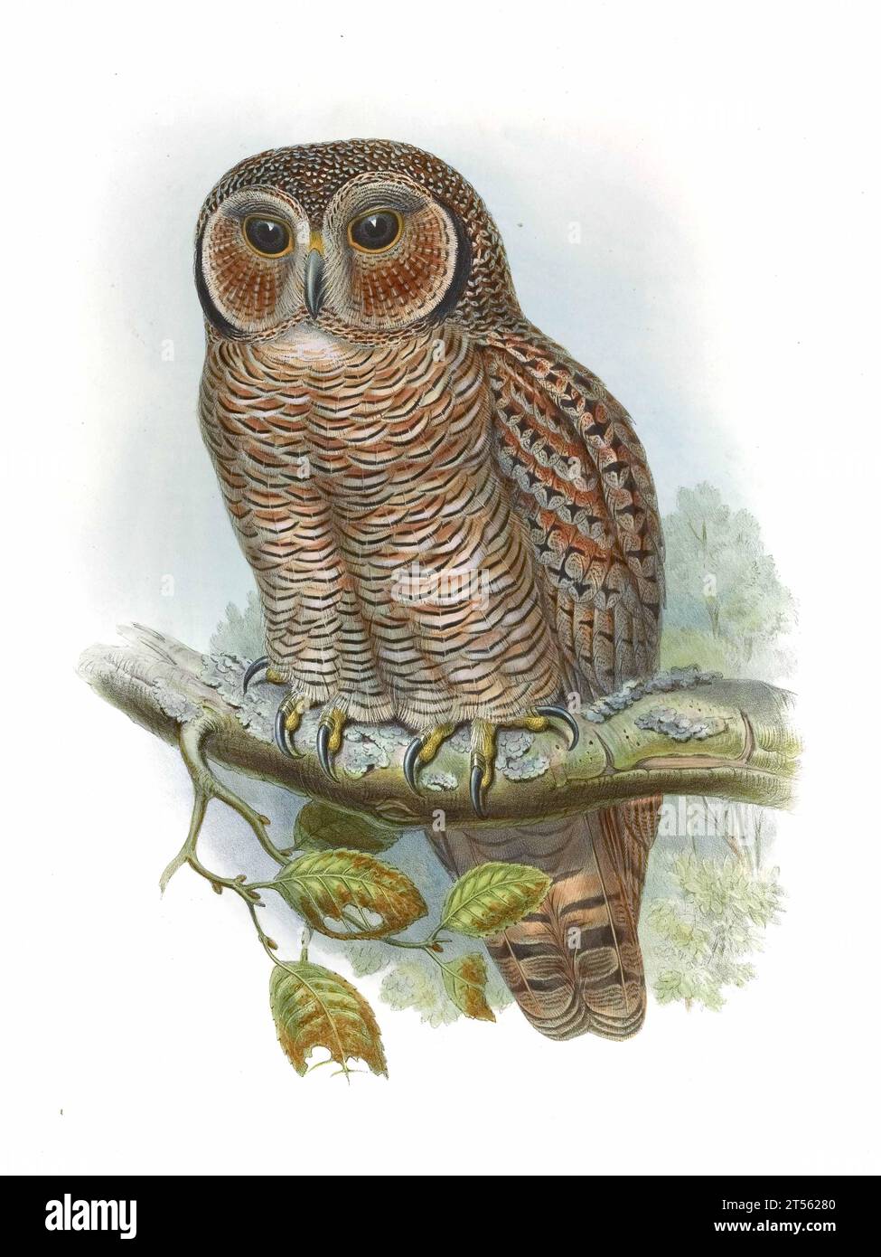 Vintage owl illustrations from the 19th century, back to a pre ...