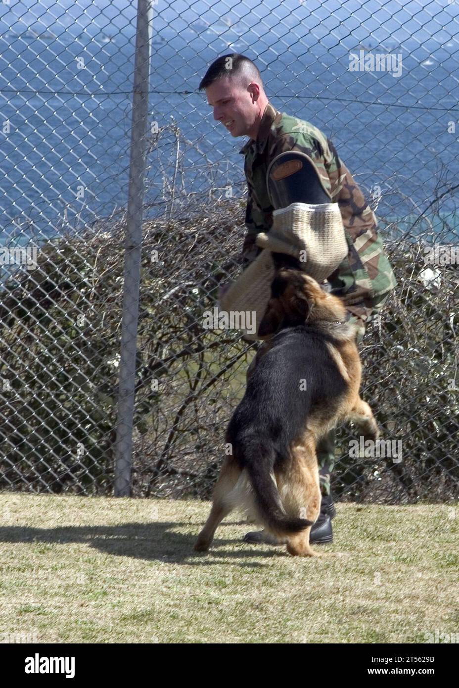 Us navy military dogs hi-res stock photography and images - Alamy