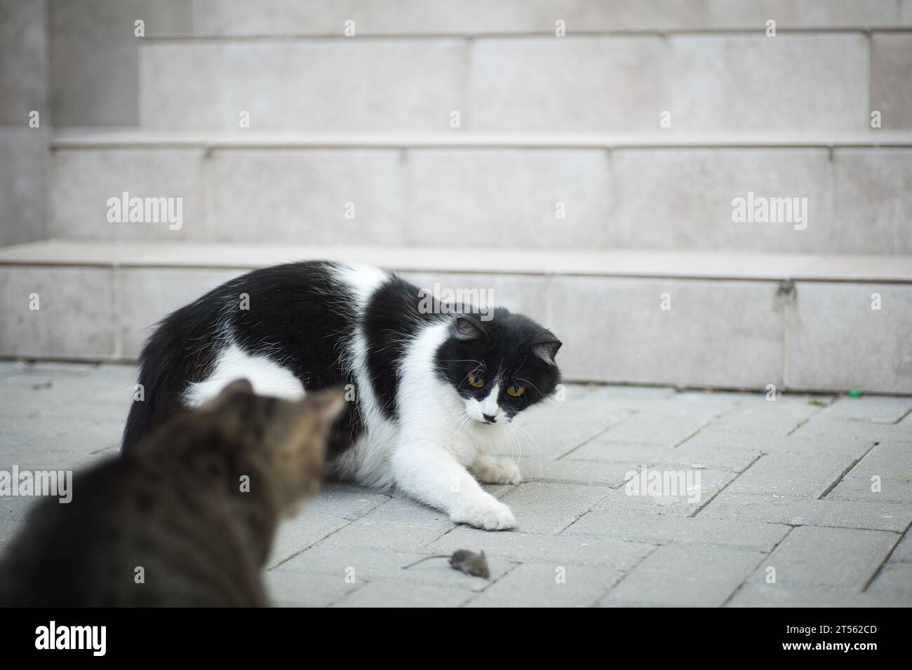 a black and white cat caught a mouse and hides it from another cat ...