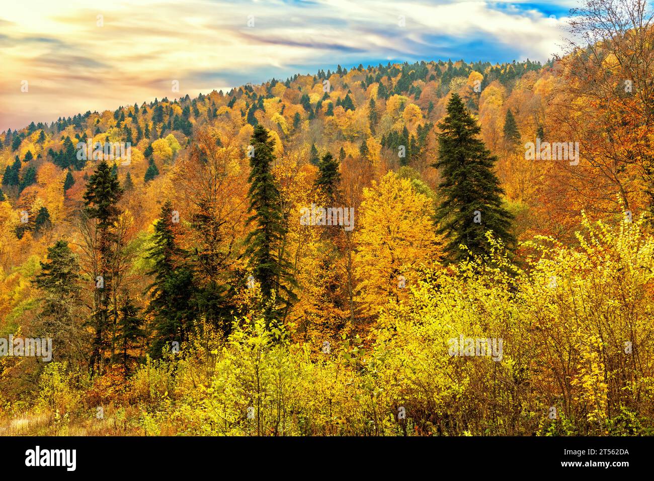 Autumn mixed forest hi-res stock photography and images - Alamy
