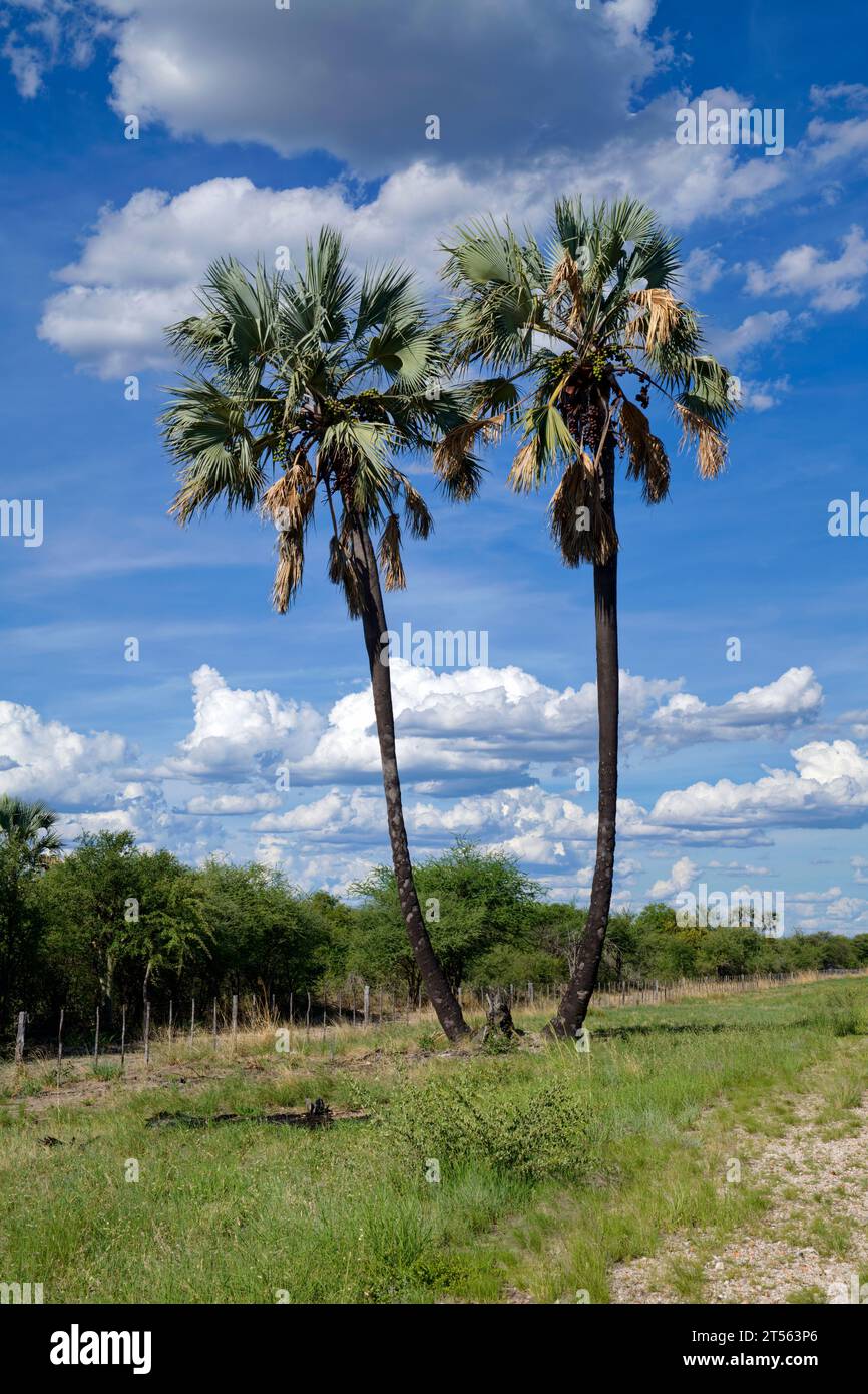 Makalani palms (Hyphaene petersiana) north of Grootfontein ...