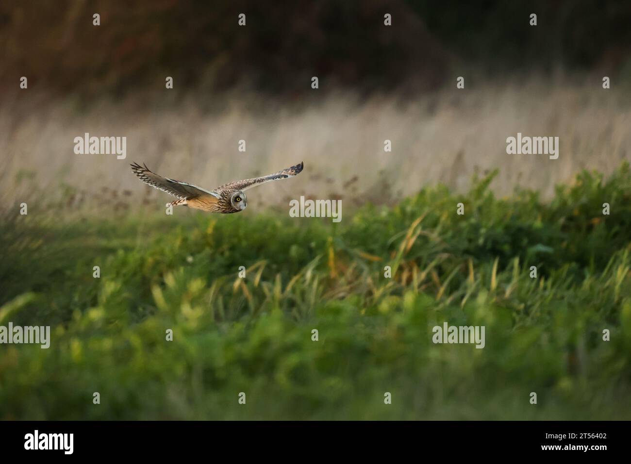 The short eared owl scouts prey STAINES MOOR, ENGLAND RARE IMAGES show ...