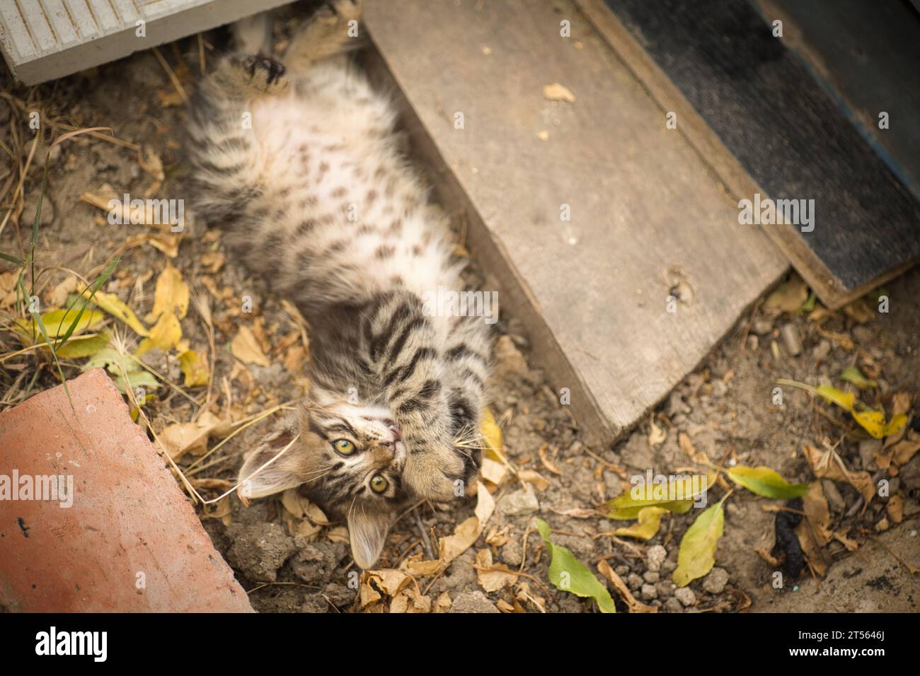 fluffy tabby cat plays in a flowerbed next to a wooden platform Stock ...
