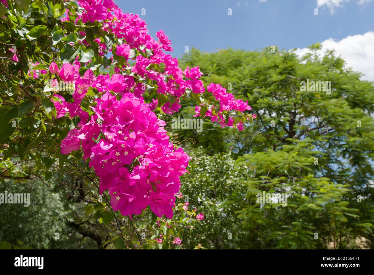 Bougainvillea in the garden of the Wildacker guest farm in the northern ...