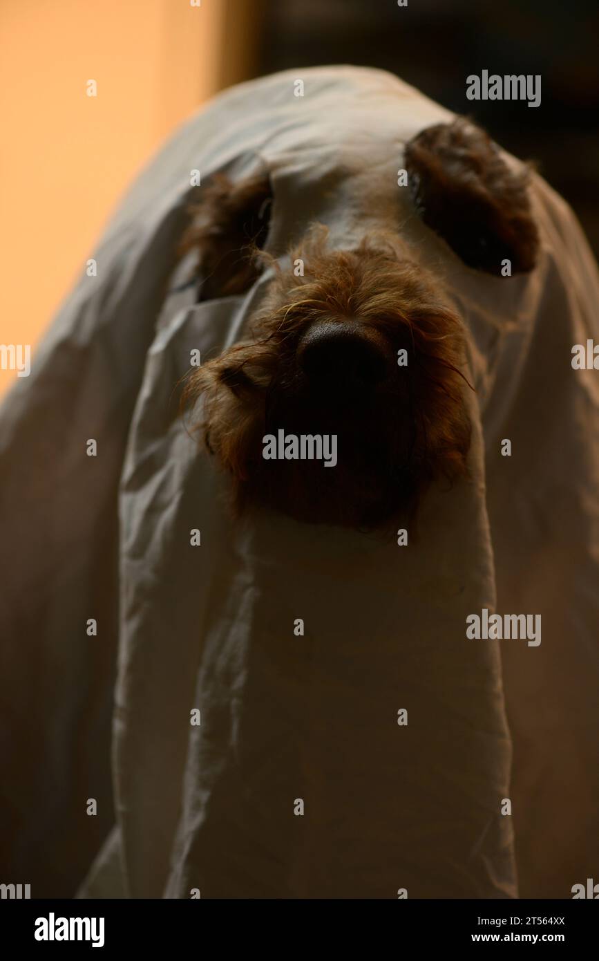 DOG - Dog, folklore, ghost, soul, spirit, dead, non-human, ghosts ...