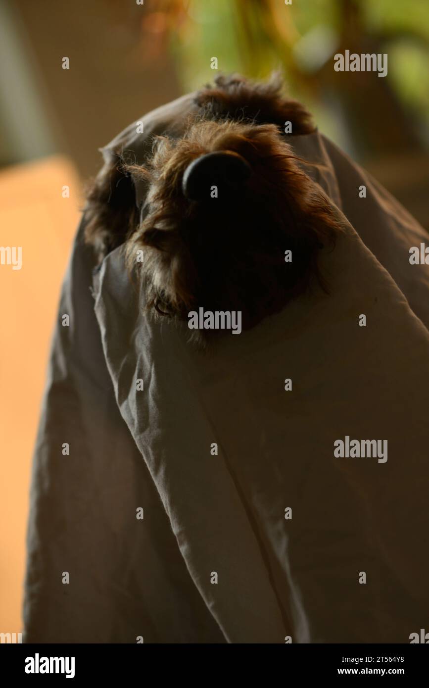 DOG - Dog, folklore, ghost, soul, spirit, dead, non-human, ghosts ...